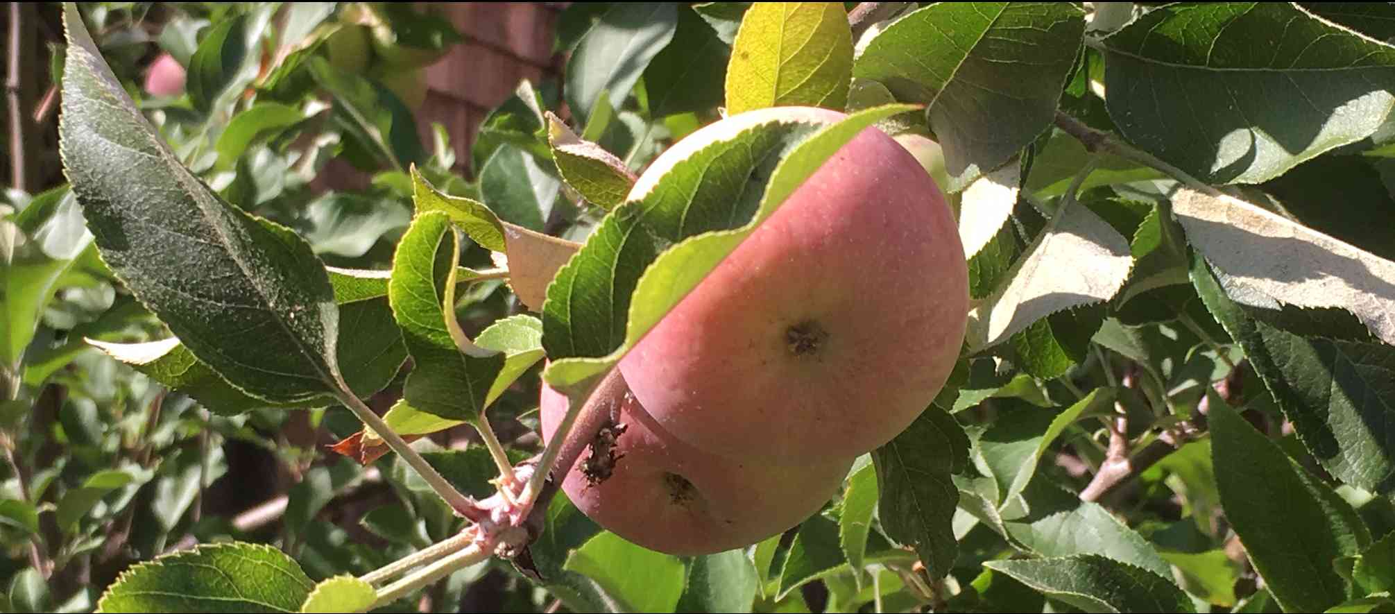 Tu Bishvat can be an enhancement to your Jewish home - Building Jewish ...